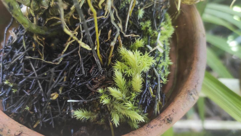 Moss Growing in an Orchid Pot Stock Photo - Image of size, clay: 276857510