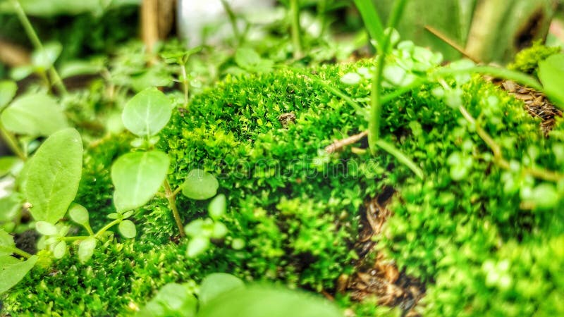 Moss Growing in Potted Plants Stock Image - Image of tree, green: 209693263