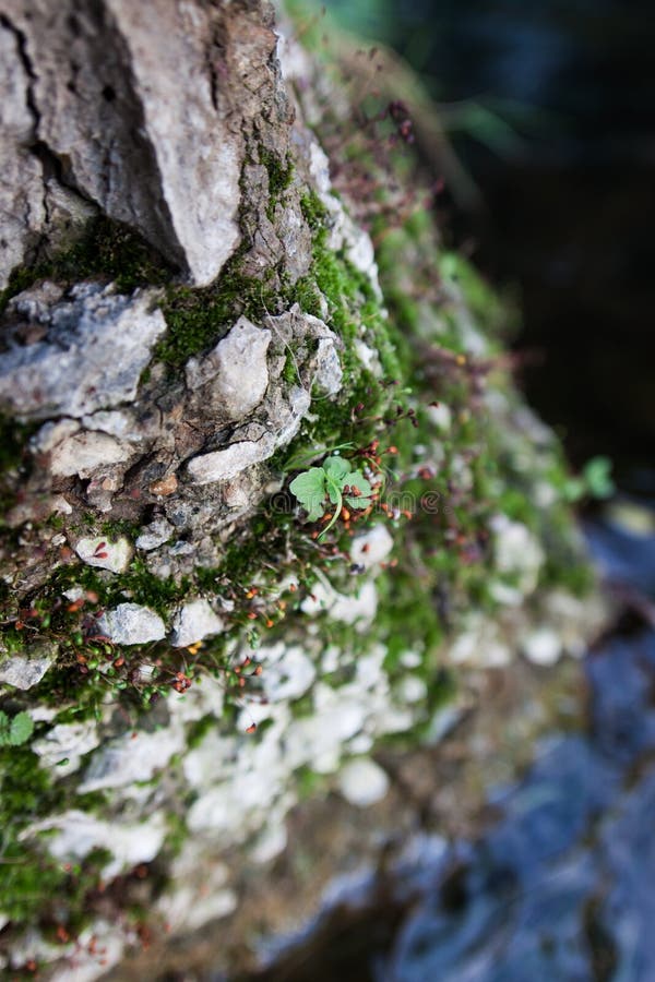 Moss, Growing on a Rock by the River Stock Photo - Image of beautiful ...