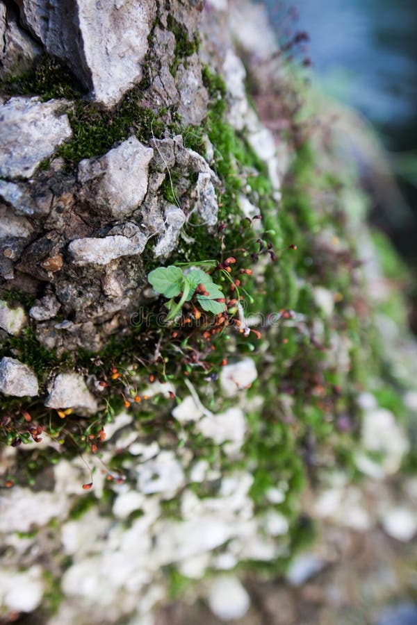 Moss, Growing on a Rock by the River Stock Image - Image of front ...