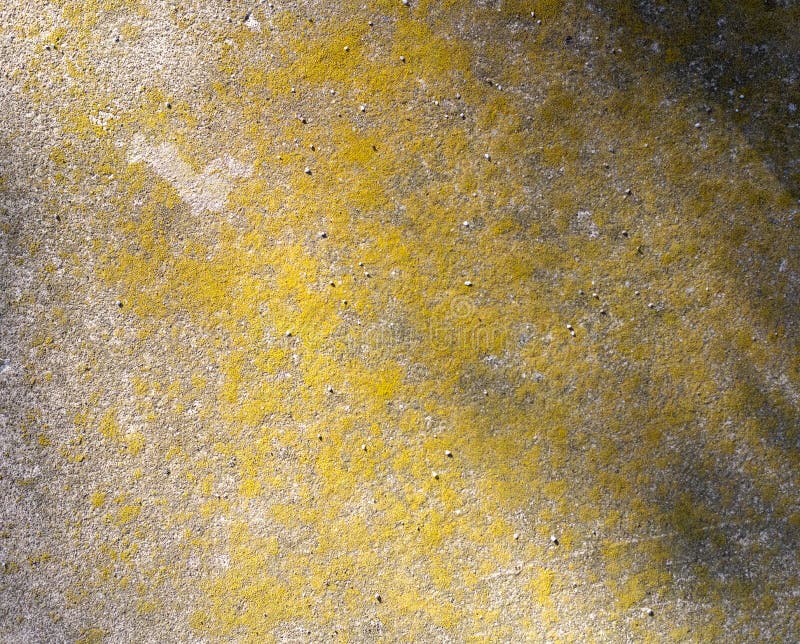 Moss Growing on Rock in Woods Stock Photo - Image of moss, yellow ...