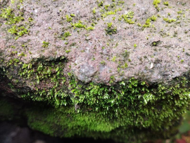 Moss growing between rocks stock image. Image of nature - 349761631