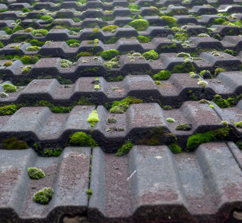 Moss Growing on the Roof Tiles. Close Up Stock Image - Image of ...