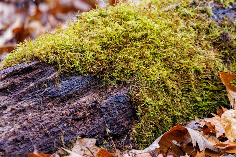 Moss Growing on a Rotting Log Surrounded by Dead Leaves during Fall in ...