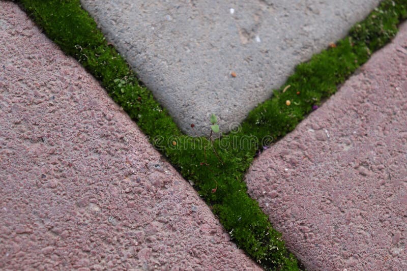 Moss Growing between Textured Paving Stones Stock Image - Image of ...