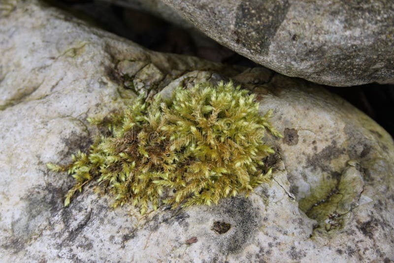 Moss Growing on Top of a Large Stone Stock Photo - Image of stone ...