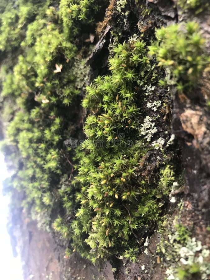 Moss growing on a tree stock photo. Image of eyesdomestic - 137326240