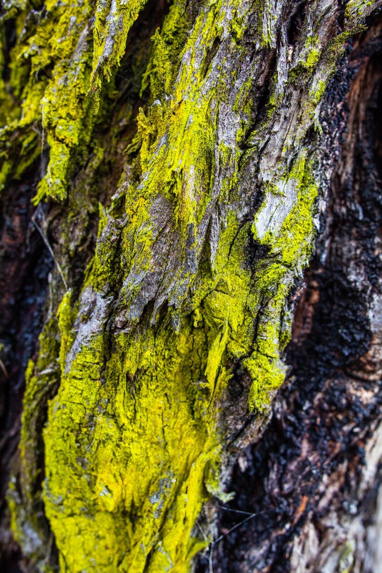 516 Moss Overlay Stock Photos - Free & Royalty-Free Stock Photos from ...