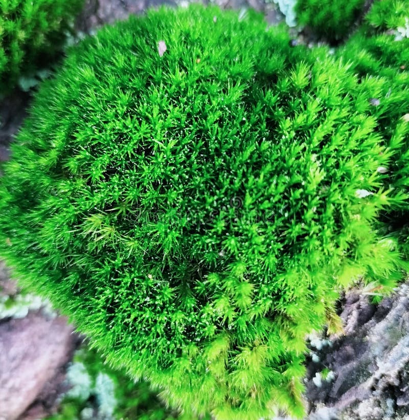 The Moss Growing on the Tree is Fresh and Beautiful in the Morning ...