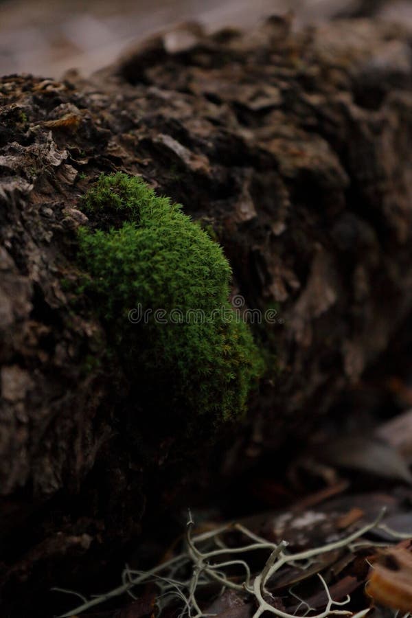 Moss Growing on Tree Limb on Ground by a Forest Floor Stock Photo ...