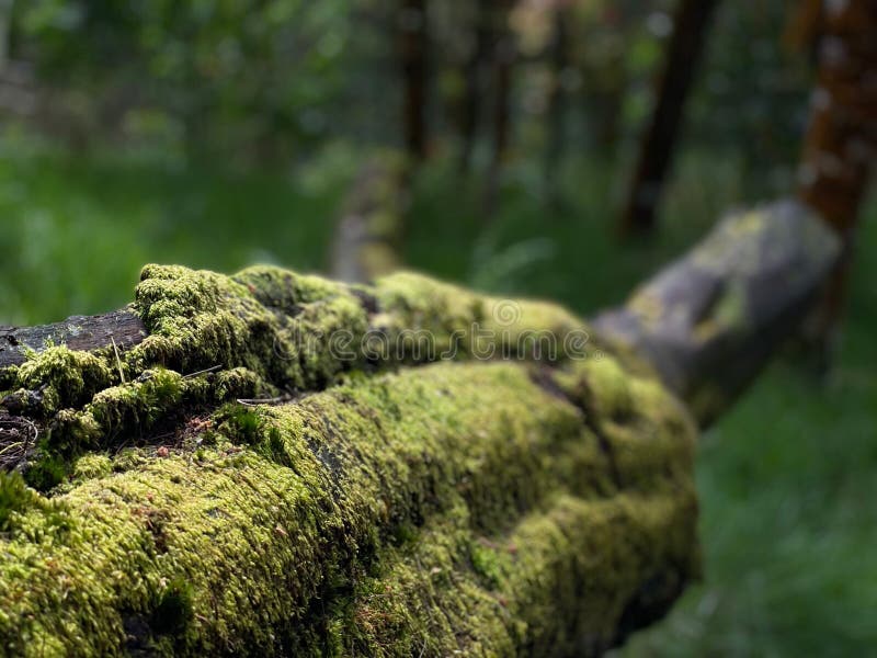 Moss Growing on Tree Roots in Indonesia Rainforest Stock Image - Image ...