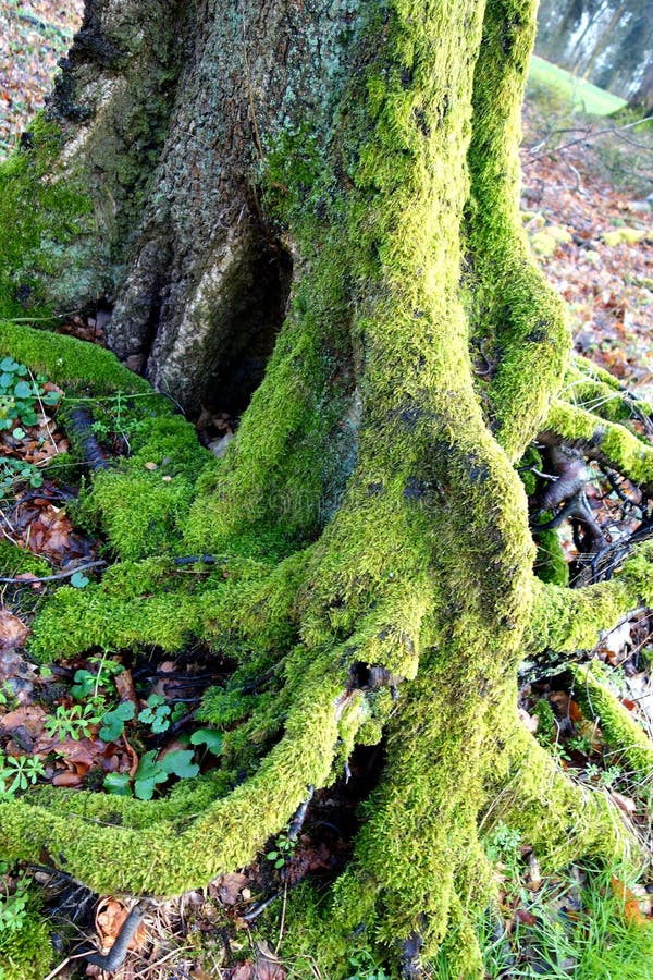 Moss Growing on Tree Roots stock image. Image of roots - 174066871