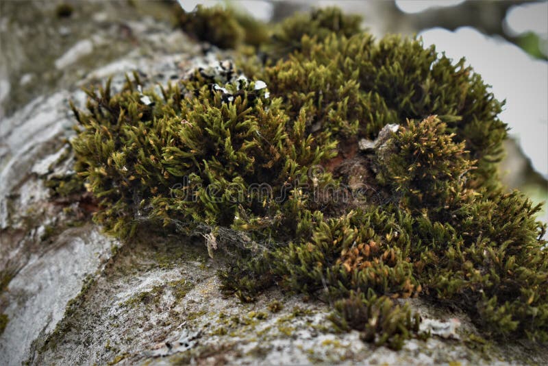 Moss growing on a tree stock photo. Image of moss, trunk - 184143626