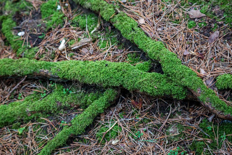 A Moss Covered Tree Trunk stock photo. Image of horizontal - 173643340
