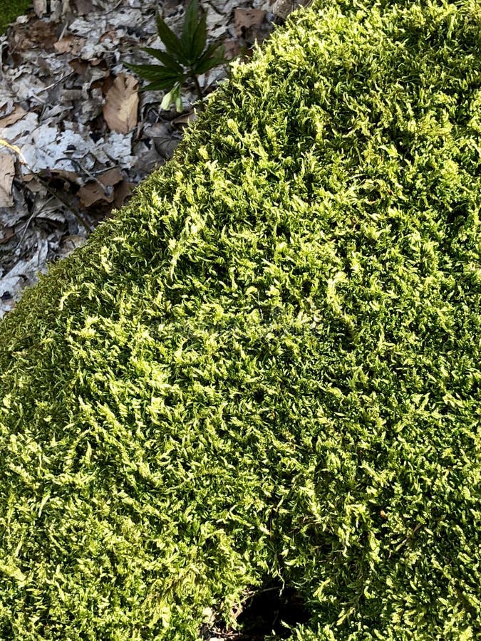 Moss growing on tree stock photo. Image of growing, plant - 114233814