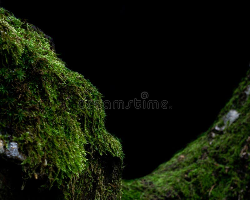 Moss-growing Trees with a Black Background Stock Photo - Image of ...
