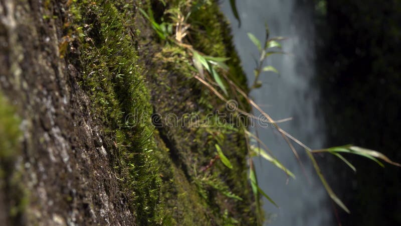 Moss Growing beside a Waterfall on a Cliff Stock Video - Video of moss ...