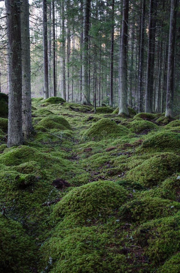 Moss Grown Rocks Coniferous Forest Stock Photos - Free & Royalty-Free ...