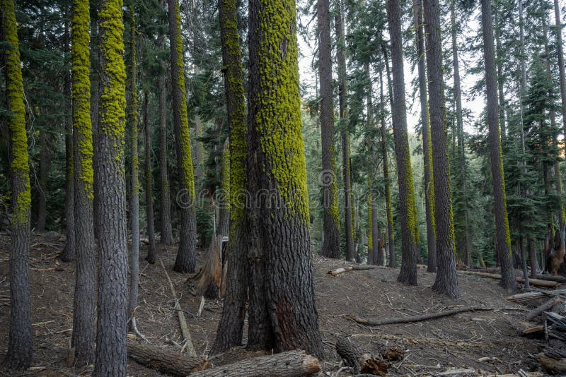 Moss Grows Above Snow Line in Pacific Northwest Forest Stock Image ...