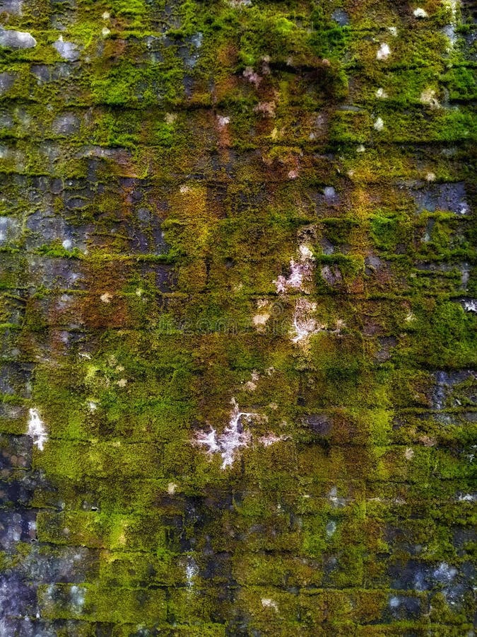 Moss Grows Abundantly on the Brick Surface, the Green Color of the Moss ...