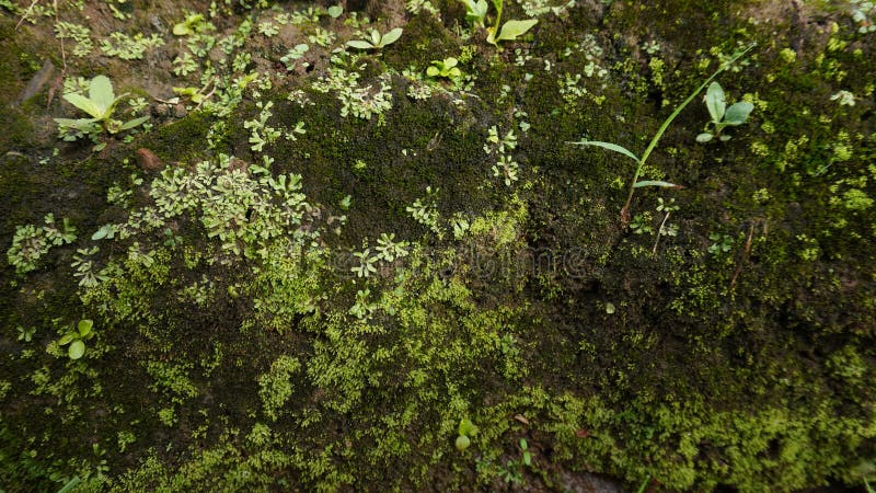 Moss Grows Abundantly in Muddy Rice Fields Stock Image - Image of ...