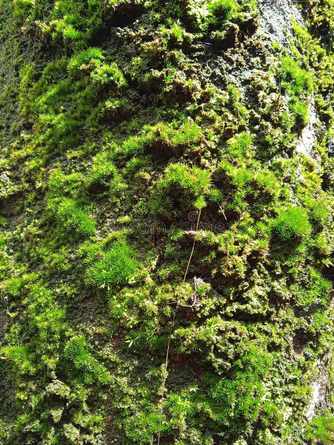 Moss that Grows on the Bark of Clove Trees Stock Photo - Image of grows ...