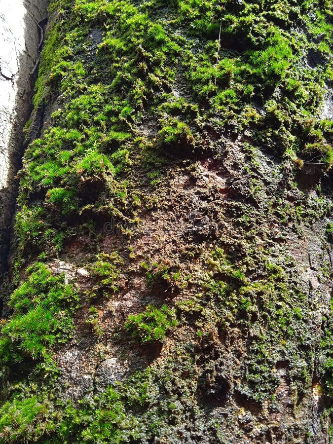 Moss that Grows on the Bark of Clove Trees Stock Image - Image of trees ...