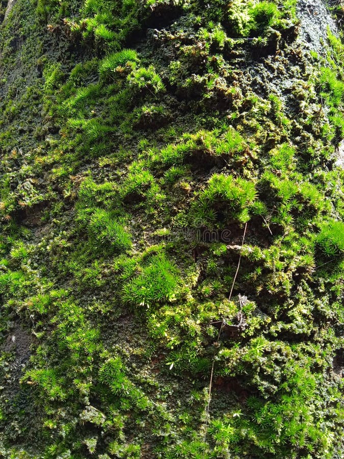 Moss that Grows on the Bark of Clove Trees Stock Image - Image of grows ...