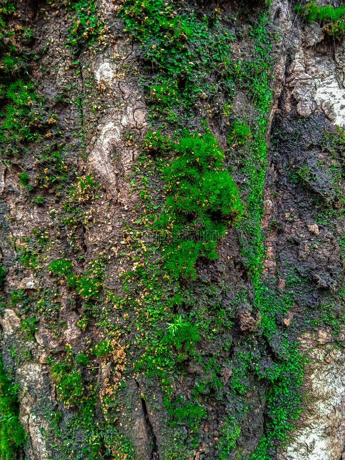 Moss that Grows on the Bark of Clove Trees Stock Image - Image of clove ...