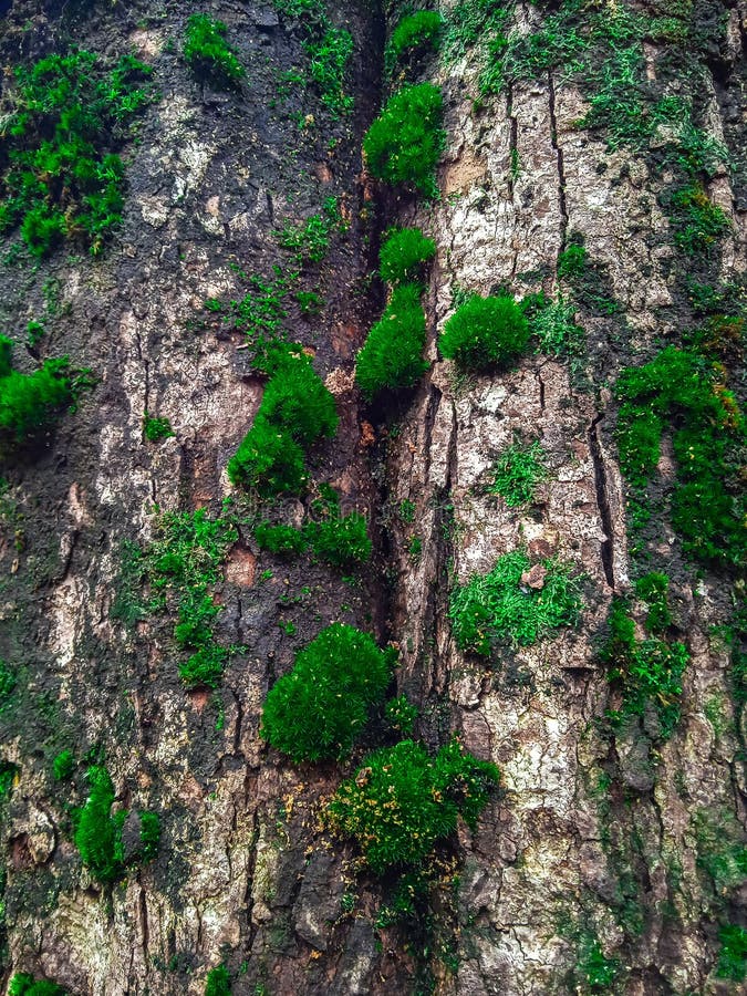 Moss that Grows on the Bark of Clove Trees Stock Photo - Image of moss ...