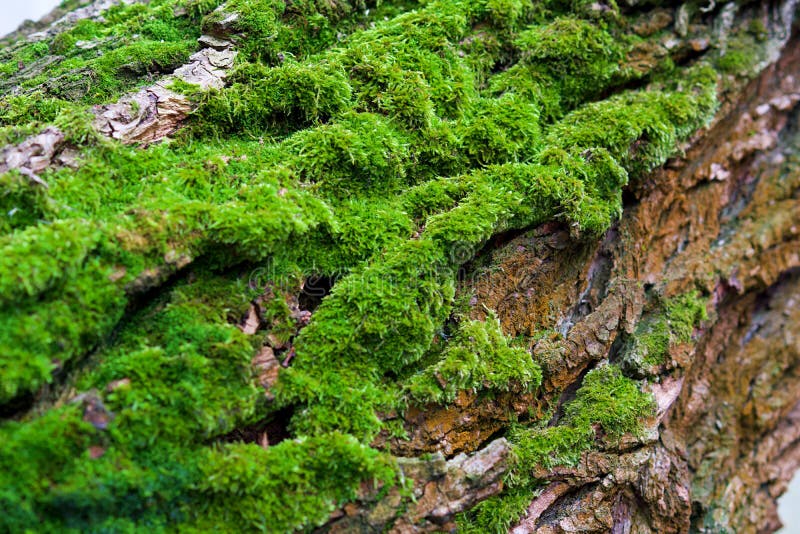 Moss Grows on the Bark of a Tree Stock Image - Image of grass ...