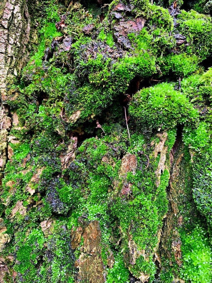 Moss Grows on the Bark of a Tree Stock Photo - Image of autumn, trunk ...