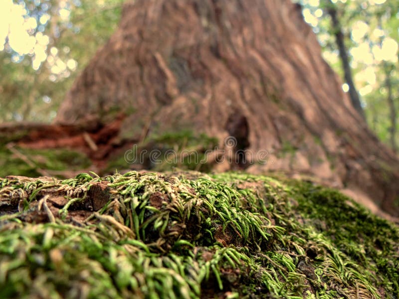 Moss Grows on the Base of an Old Tree Stock Photo - Image of fungi ...