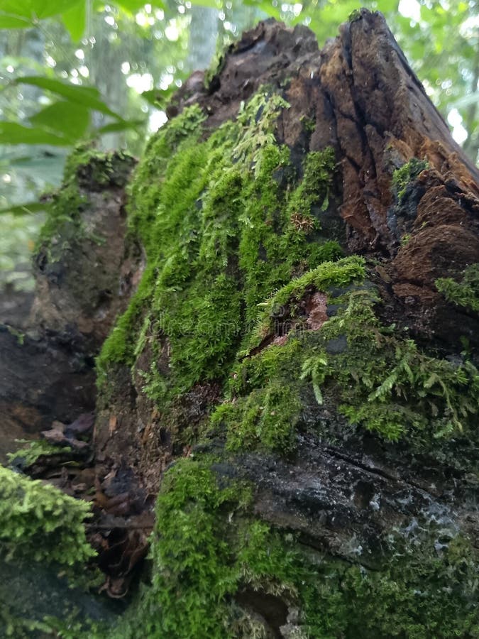 Moss that Grows at the Base of Trees that Have Been Cut Down Long Ago ...