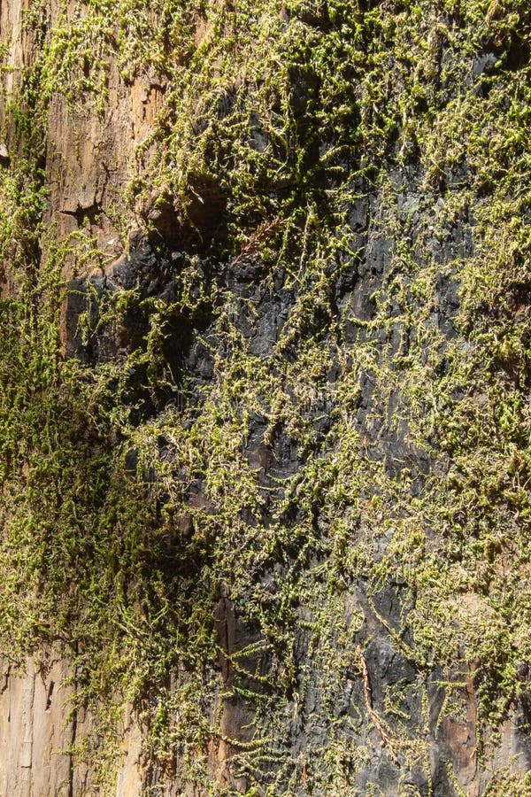 Moss Grows on a Burnt Redwood Stock Image - Image of deciduous, hang ...