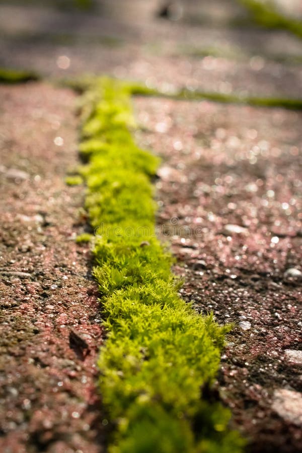 Mossy brick path detail stock image. Image of stone - 371257241