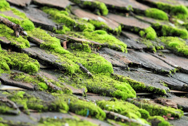 Moss grows in damp places. stock photo. Image of moisture - 59670330