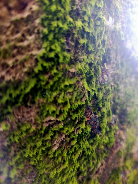 Moss that Grows on Damp Walls Stock Photo - Image of shrub, grass ...
