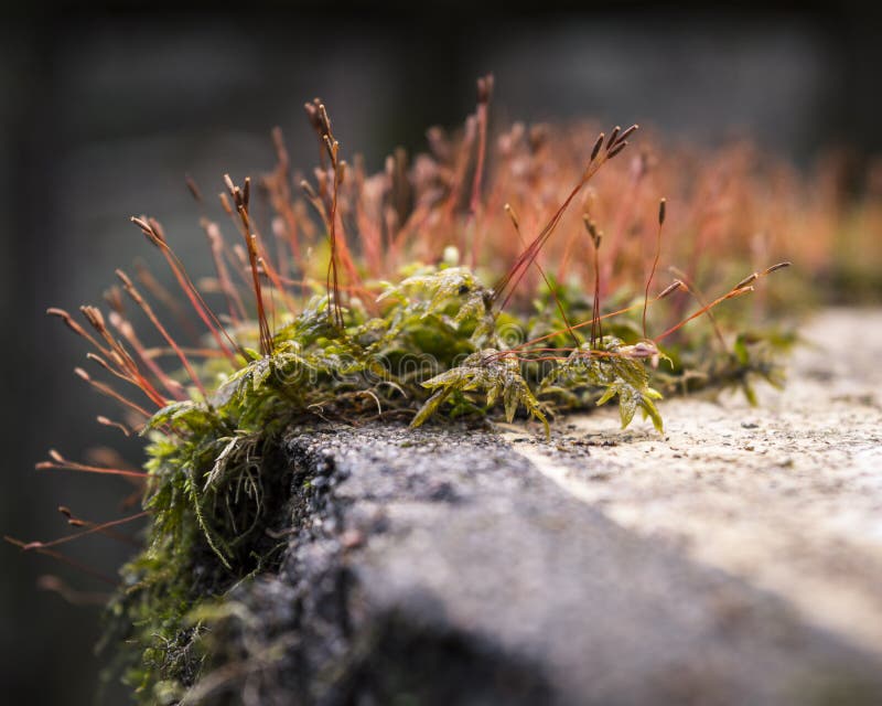 Moss Grows on a Disused Wooden Table Stock Photo - Image of table ...