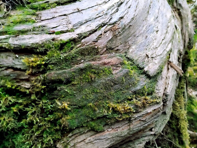 Moss Grows on Fallen Tree Trunks Stock Photo - Image of grows, moss ...