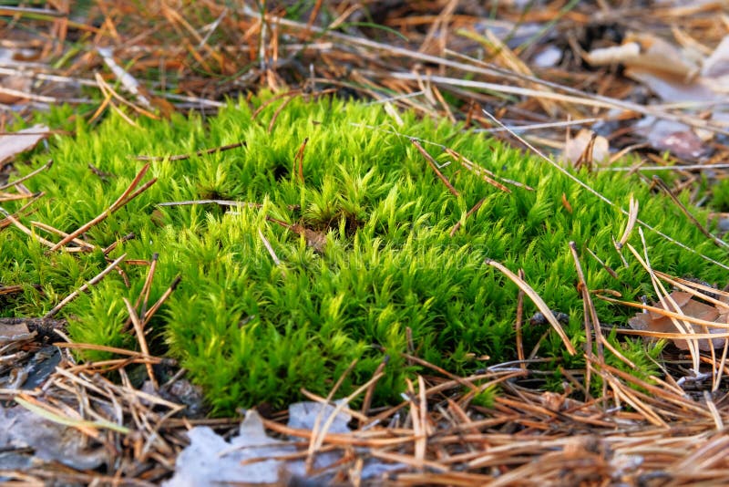 Moss Grows in Forest, Green Background of Lush Moss, Selective Focus ...