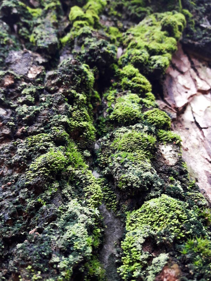Moss stock image. Image of tree, large, moss, grows - 129011751