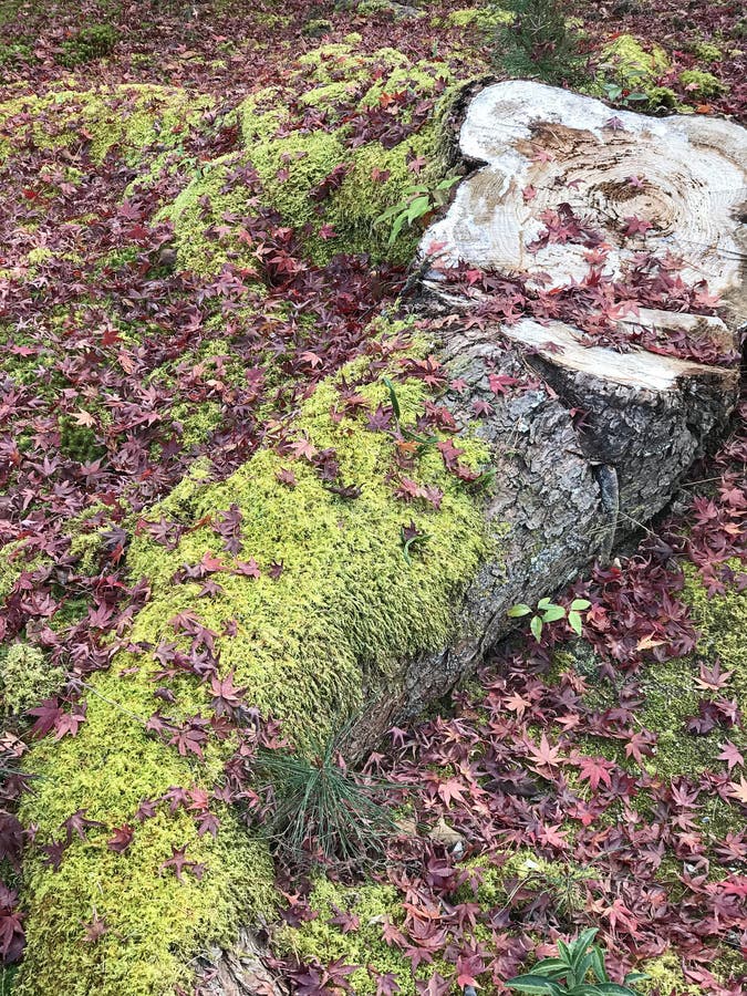 Moss grows on the log. stock photo. Image of garden - 194042922