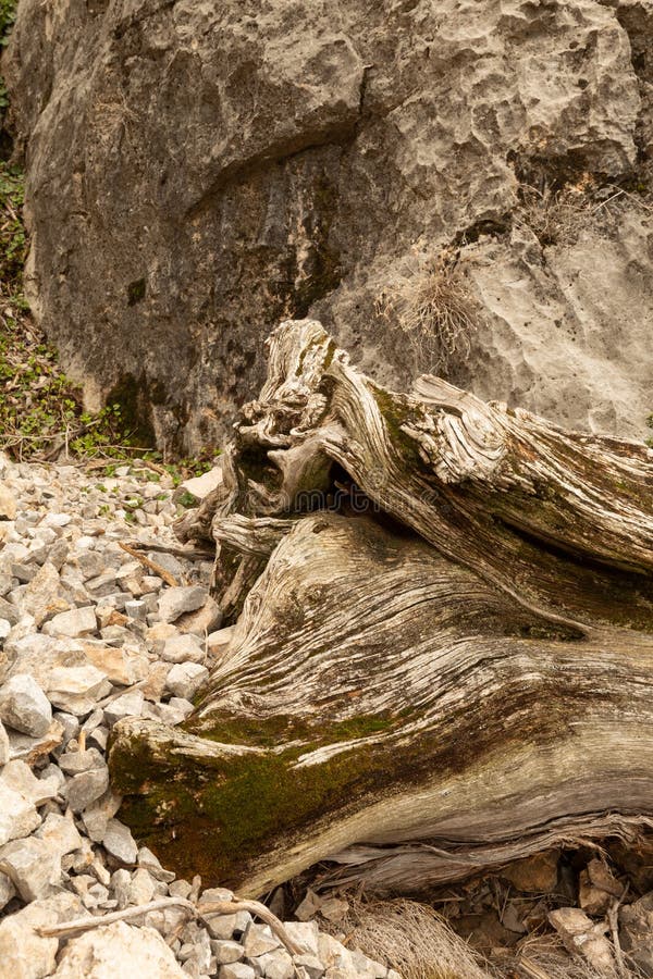 Moss Grows on an Old Gnarled Stump Lying on a Slope of Chipped ...