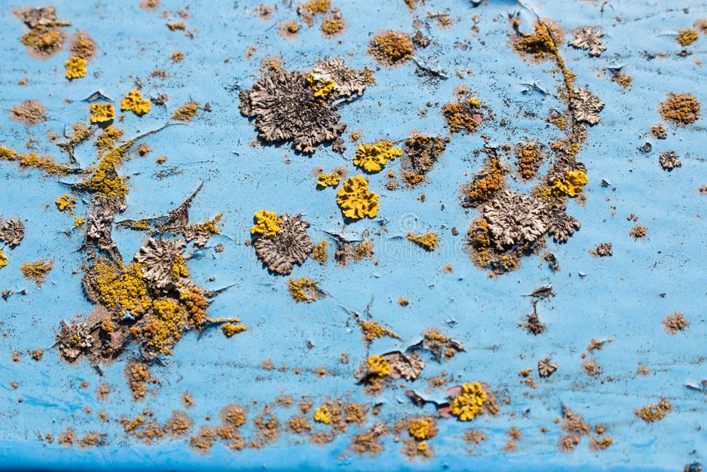 Moss Grows on Old Rusty Painted Iron Stock Image - Image of rusty ...