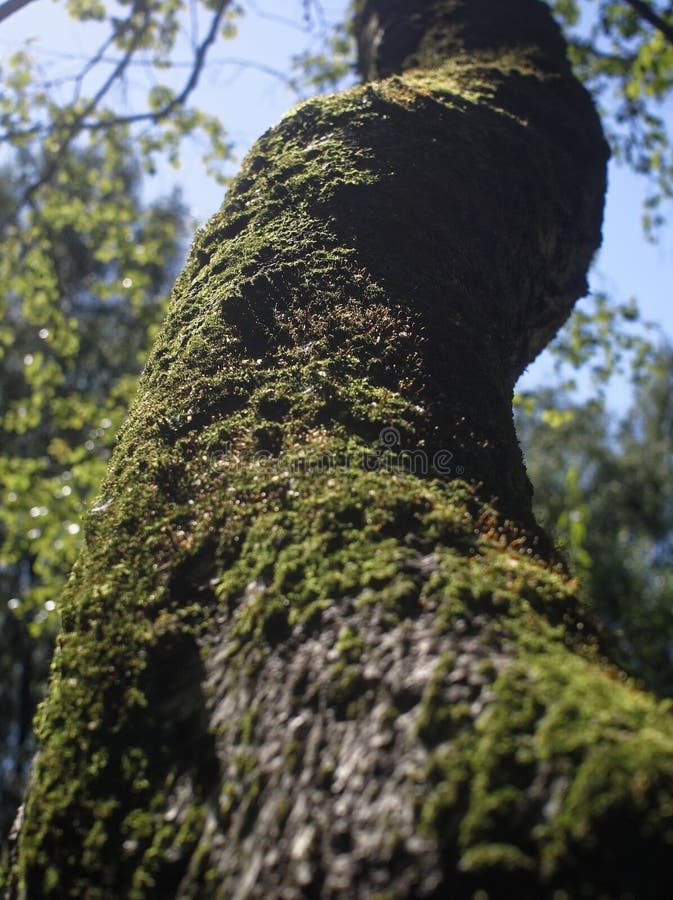 Moss Grows on an Old Tree in Summer Stock Image - Image of garden ...