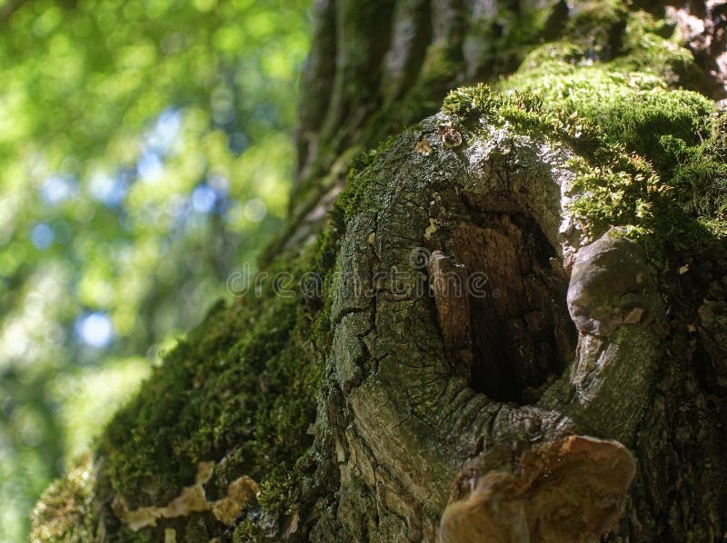 Moss Grows on an Old Tree in Summer Stock Photo - Image of autumn ...