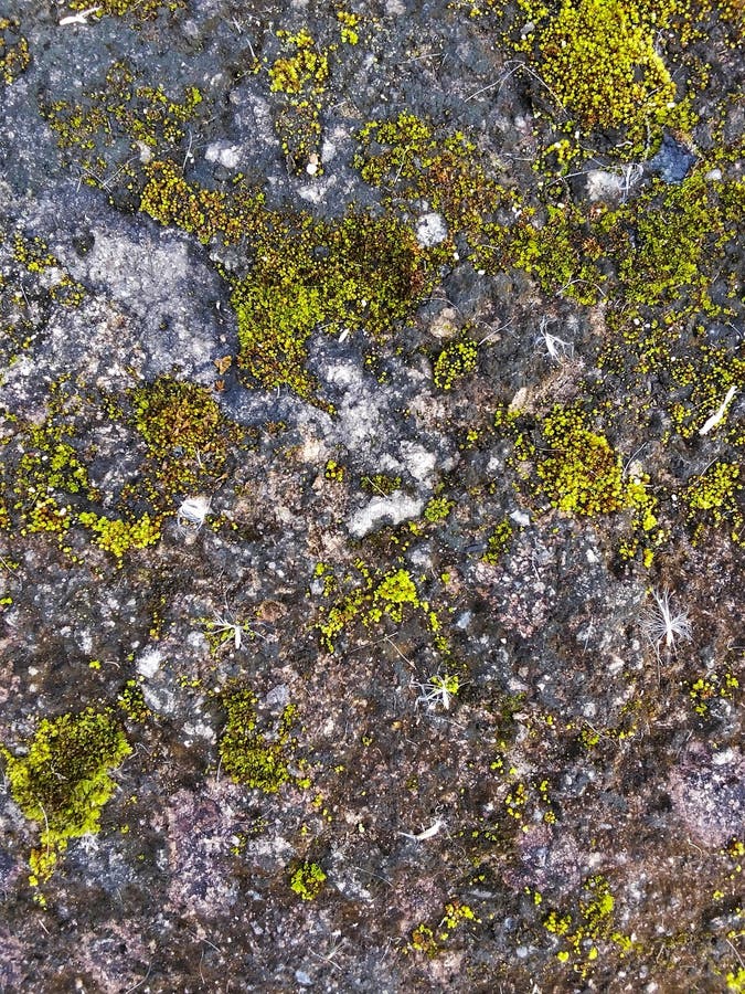 Moss that Grows on Rock Surfaces, is a Small, Non-vascular Plant that ...