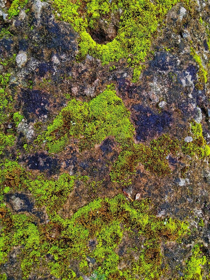 Moss that Grows on Rock Surfaces, is a Small, Non-vascular Plant that ...