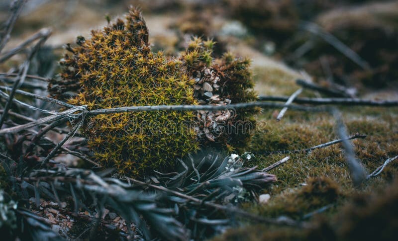 Moss Grows on Sand with Shells among Other Plants Stock Photo - Image ...
